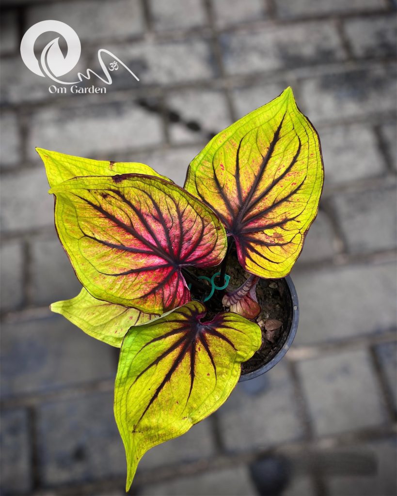 Caladium Yellow Hybrid